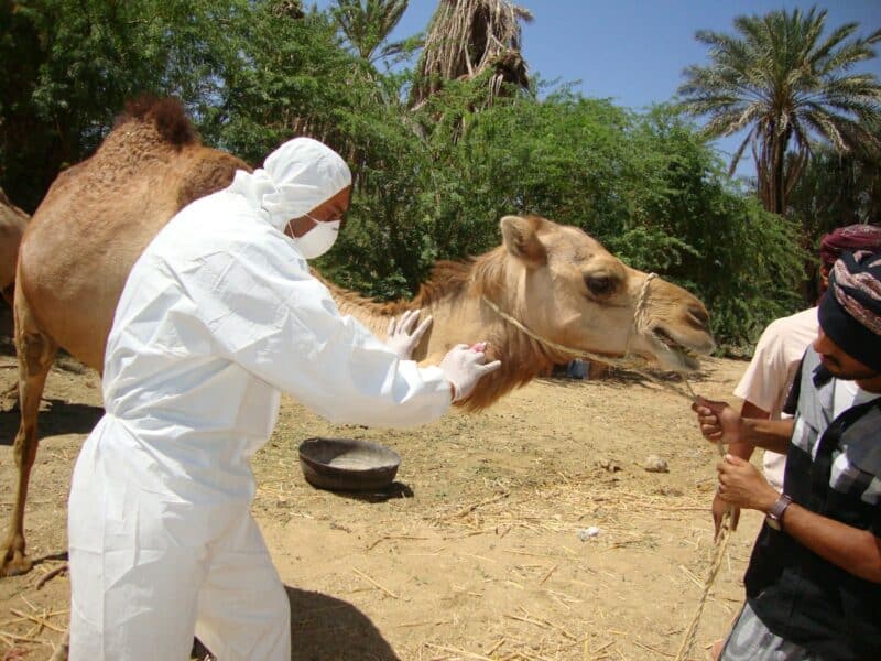 Bienestar Animal y Veterinaria archivos - Globancy Latinoamerica